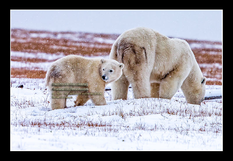 Bear Cub Looking Back