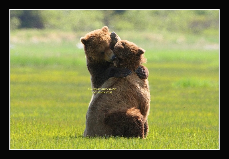 Bear Hugs
