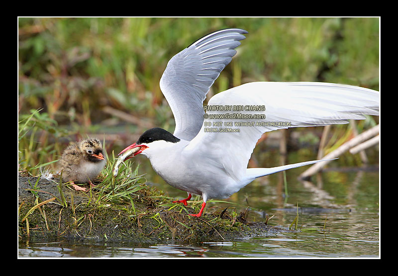 Arctic Tern Feeding