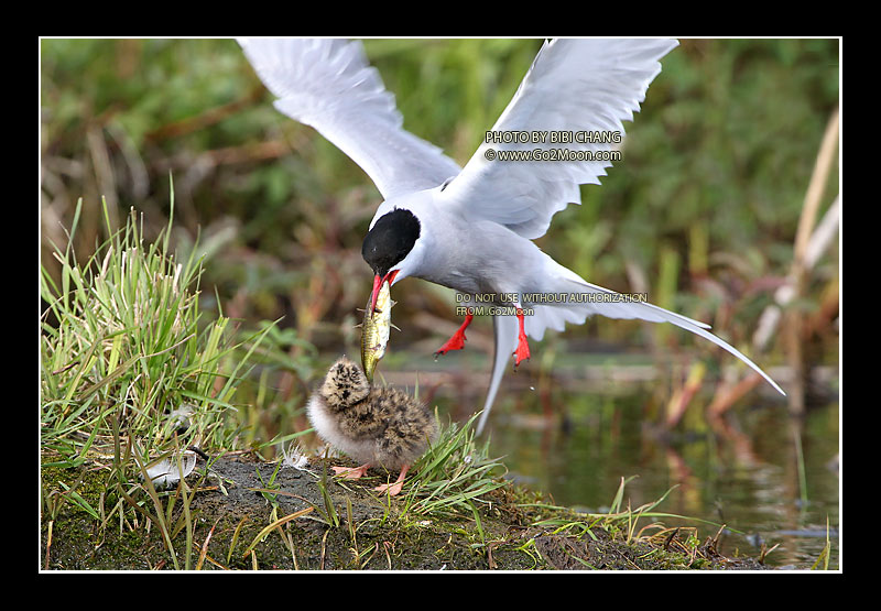 Arctic Tern Feeding