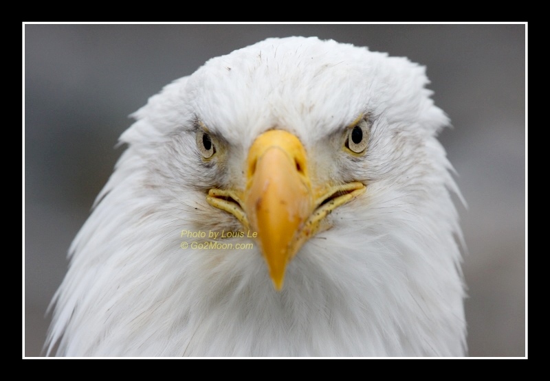 Bald Eagle Eyes
