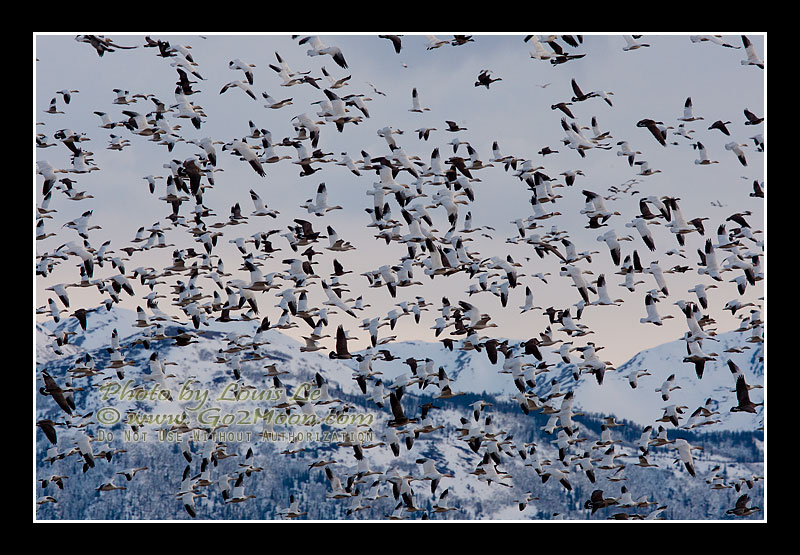 Snow Goose Flock