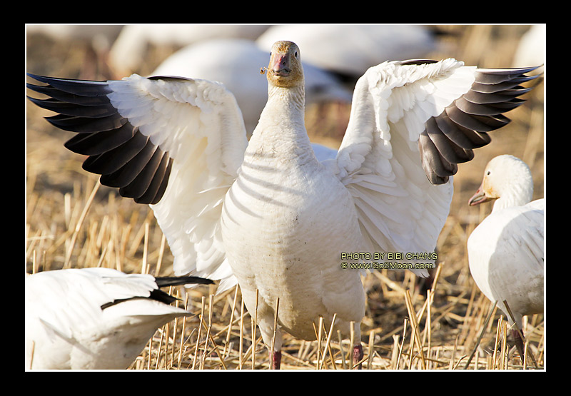 Snow Goose Wing