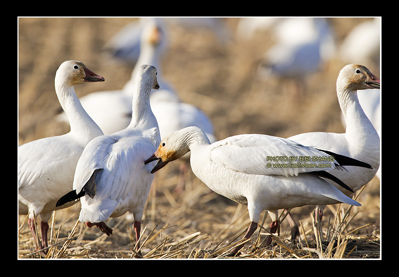 Snow Geese