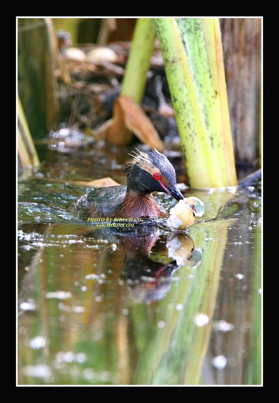 Grebe Eggs
