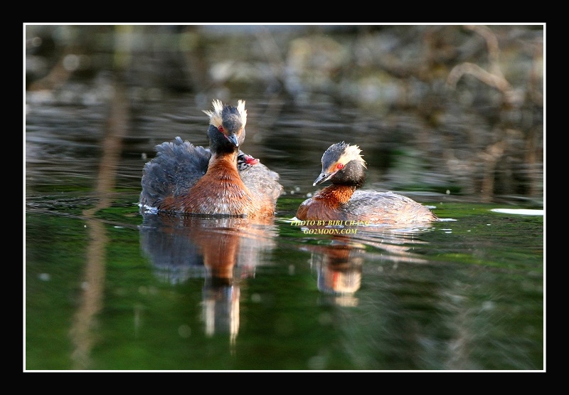 Grebe Family