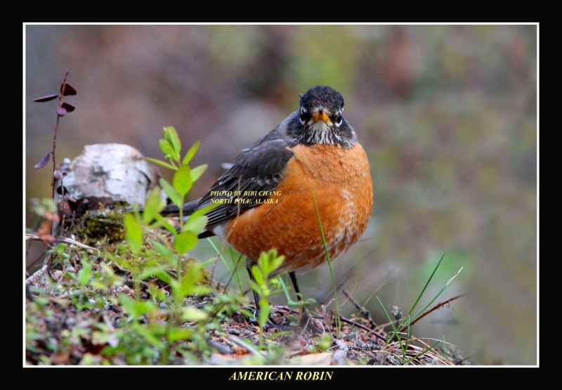 Chubby Robin