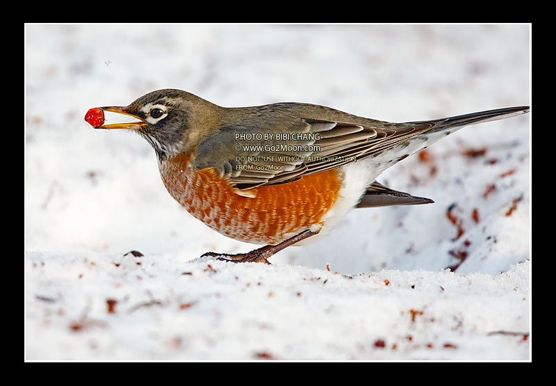 American Robin Wintering in Alaska