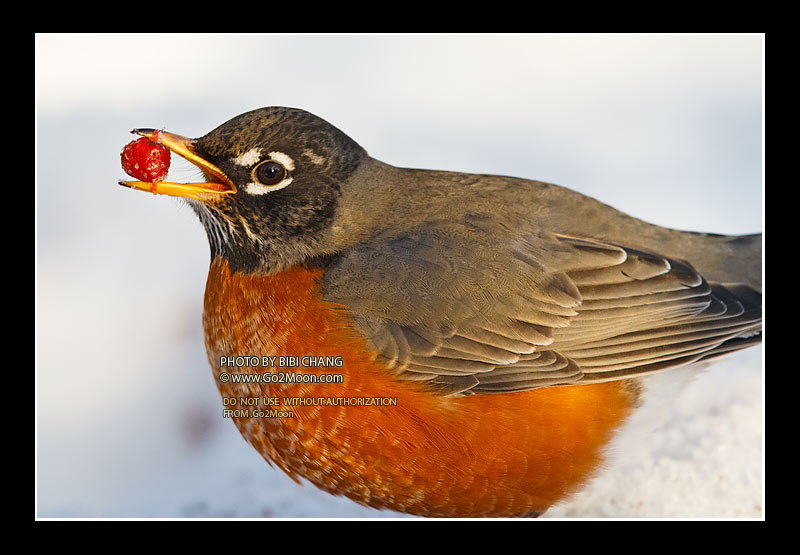 American Robin Wintering in Alaska