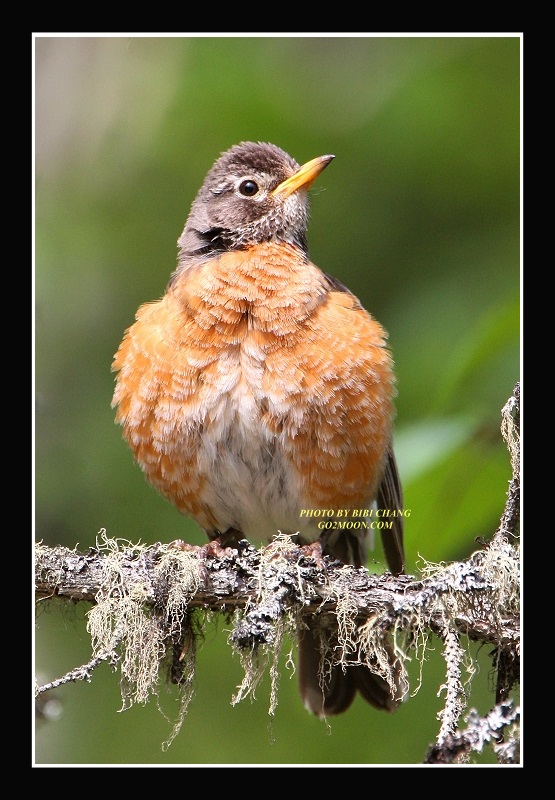 American Robin
