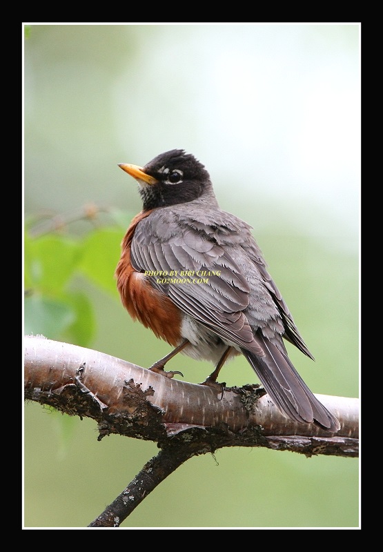 American Robin