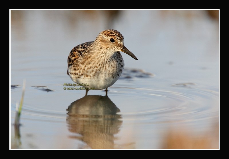 Sandpiper