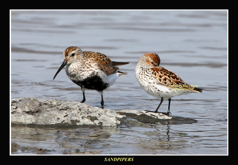 Dunlin Sandpiper