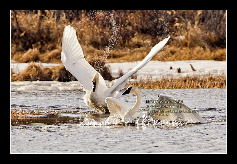 Swan Fighting