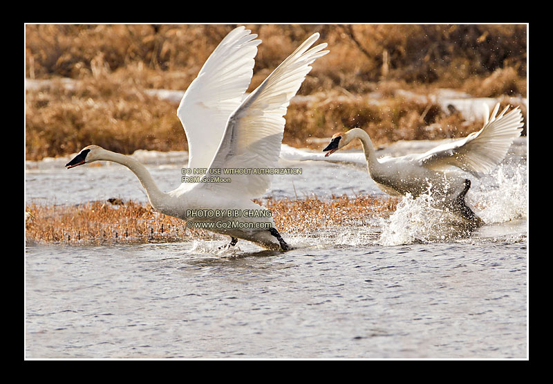 Swan Fighting