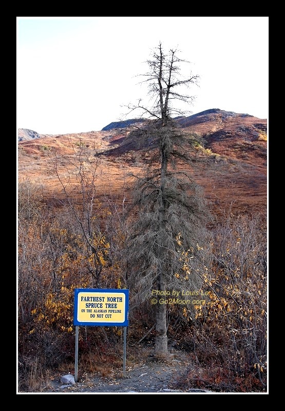 Northernmost Spruce Tree