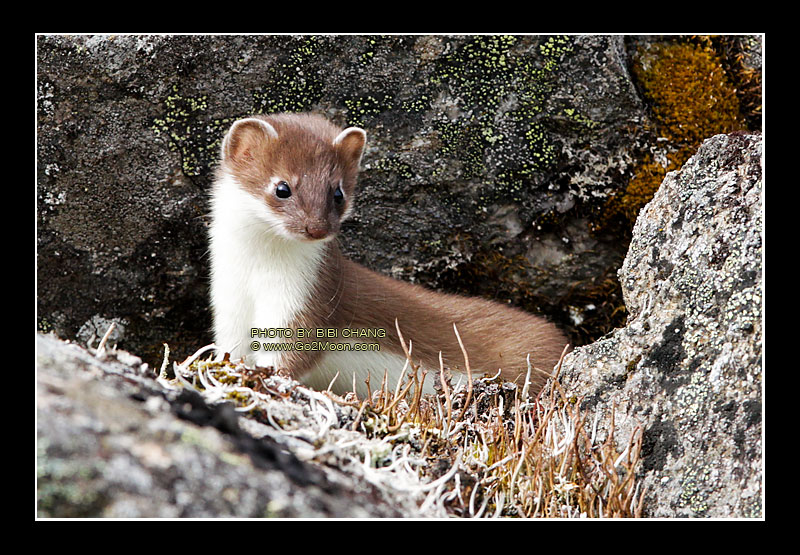 Alaska Stoat