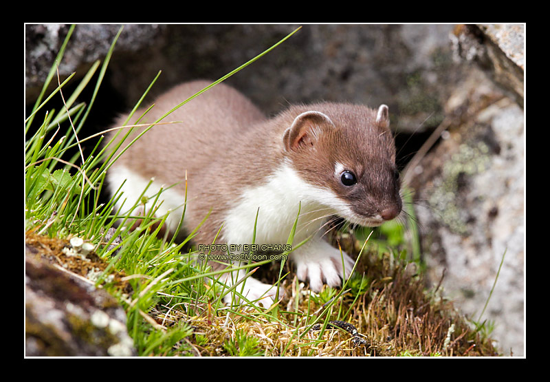 Alaska Stoat