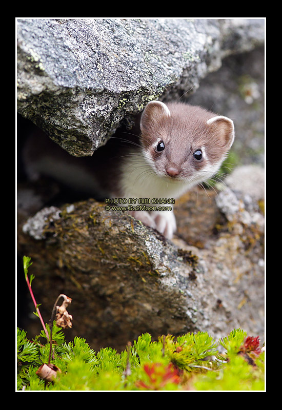 Weasel