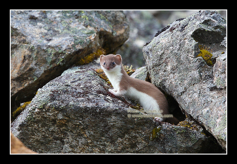 Alaska Ermine