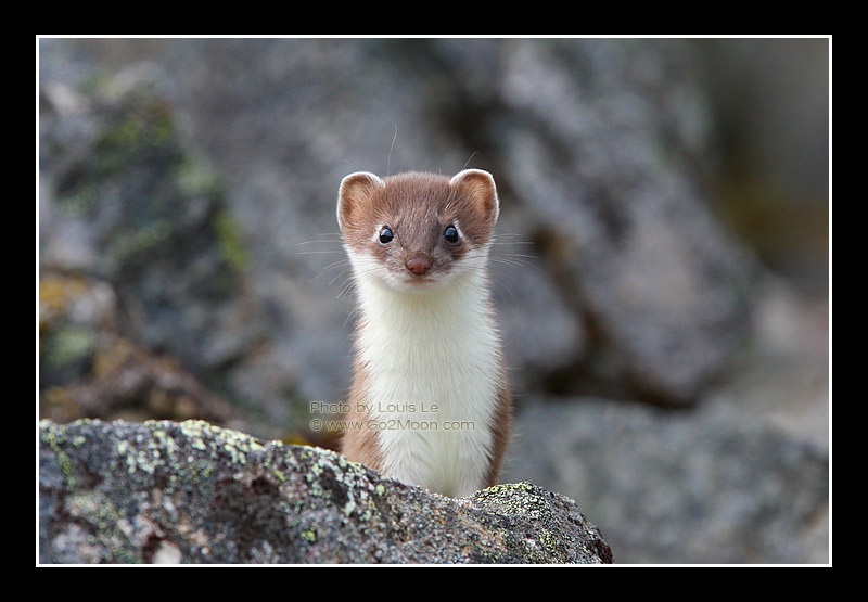 Alaska Stoat