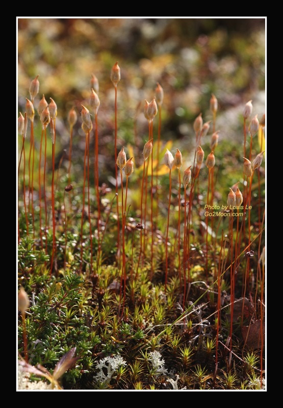 Alaska Moss Seed Pods
