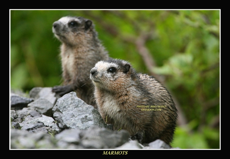 Marmot Baby