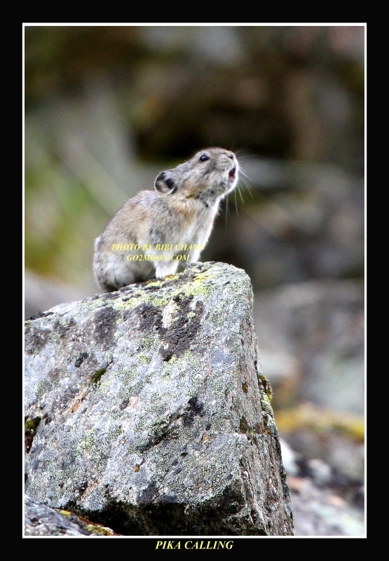 Pika, Arctic Rabbit