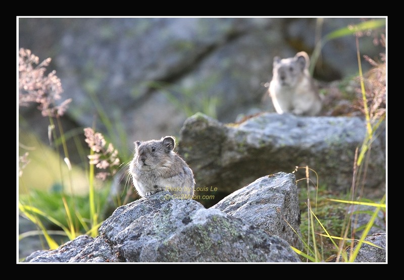 2 Pikas Together