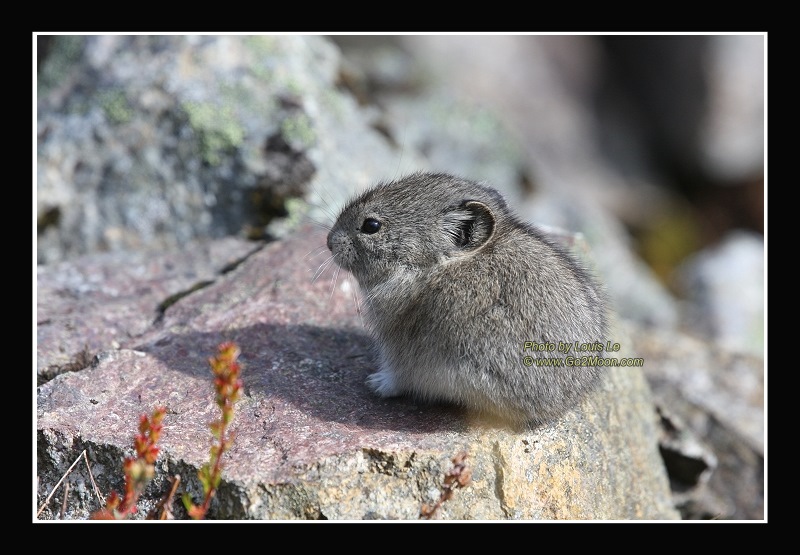 Smallest Baby Pika